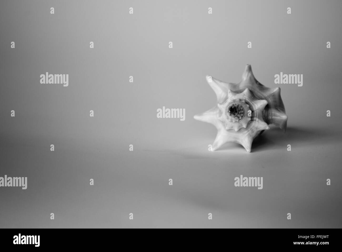 Spiral sea shell collected in Varadero (Cuba Stock Photo - Alamy