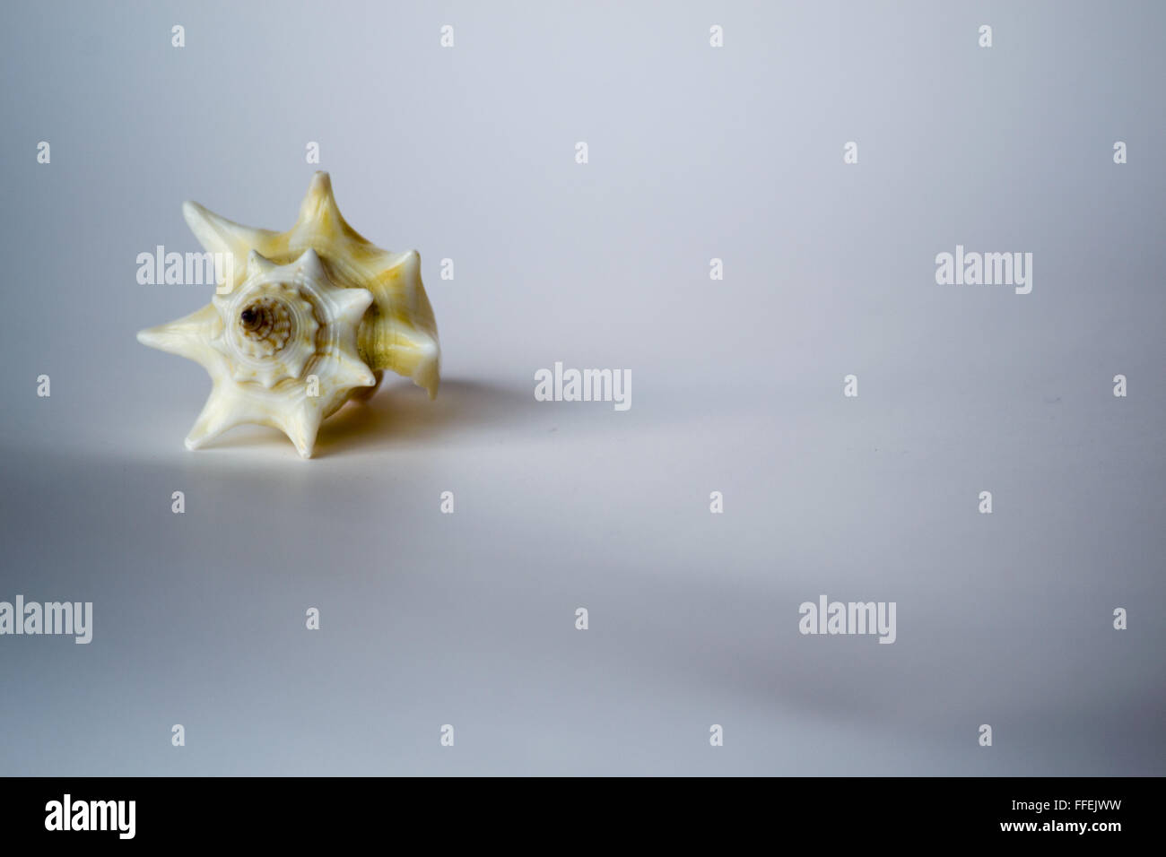 Spiral sea shell collected in Varadero (Cuba Stock Photo - Alamy