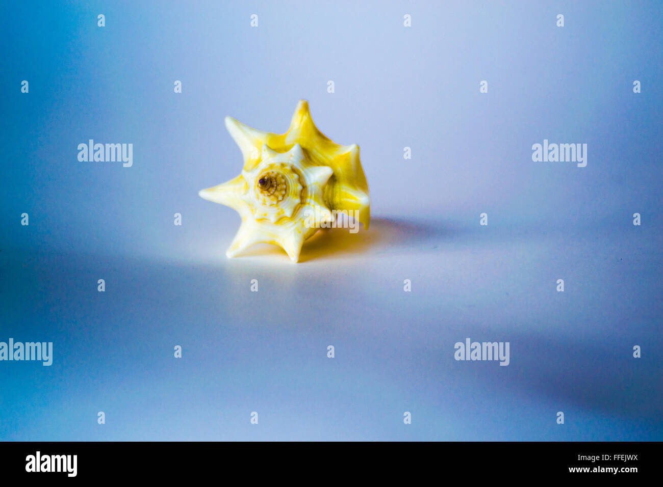 Spiral sea shell collected in Varadero (Cuba Stock Photo - Alamy