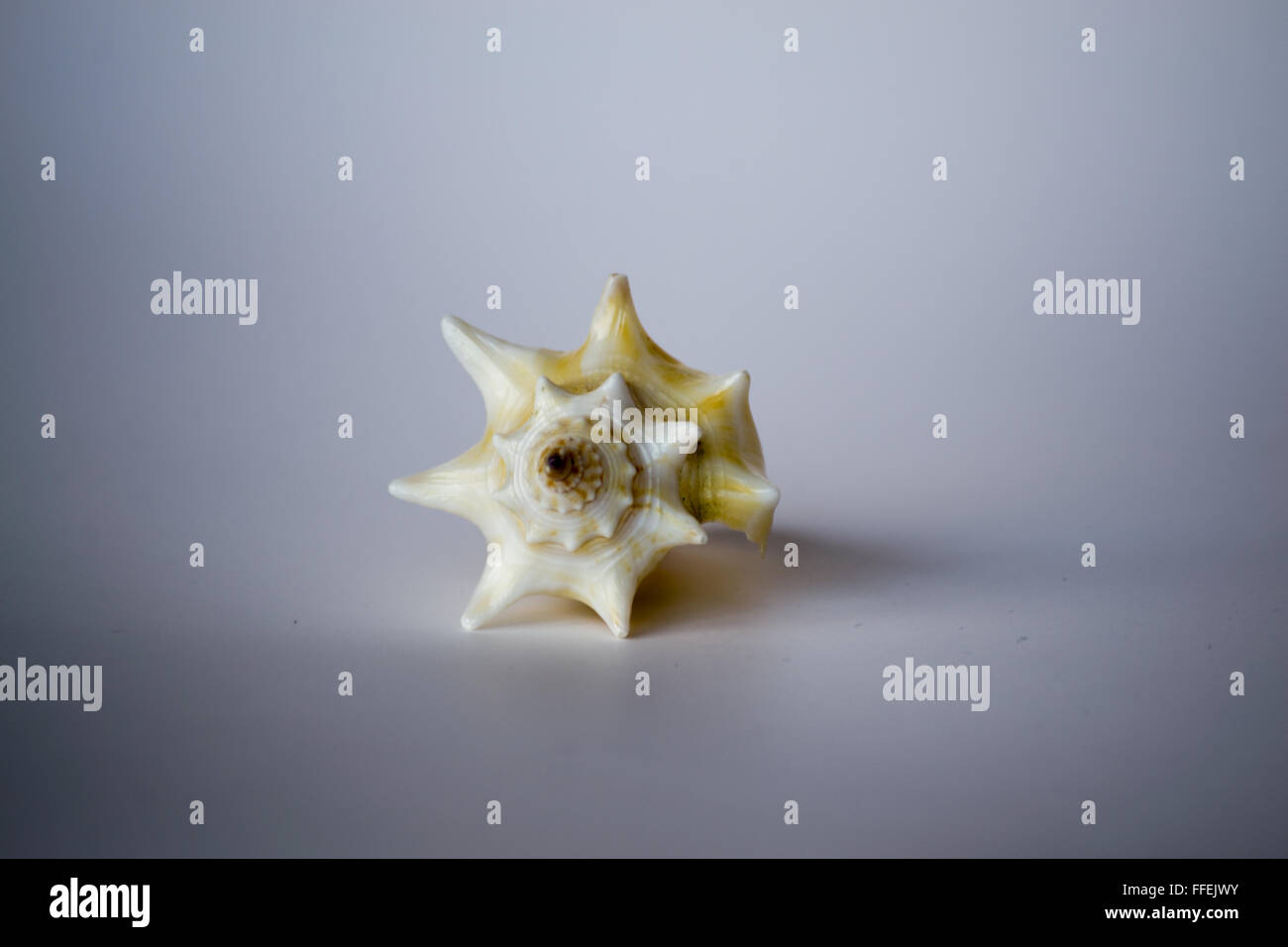 Spiral sea shell collected in Varadero (Cuba Stock Photo - Alamy