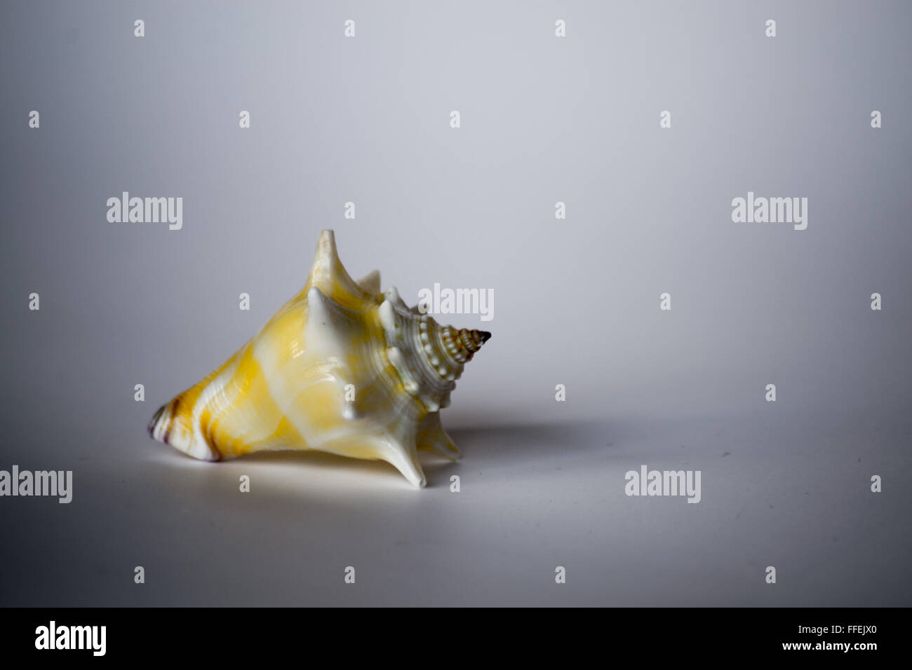 Spiral sea shell collected in Varadero (Cuba Stock Photo - Alamy