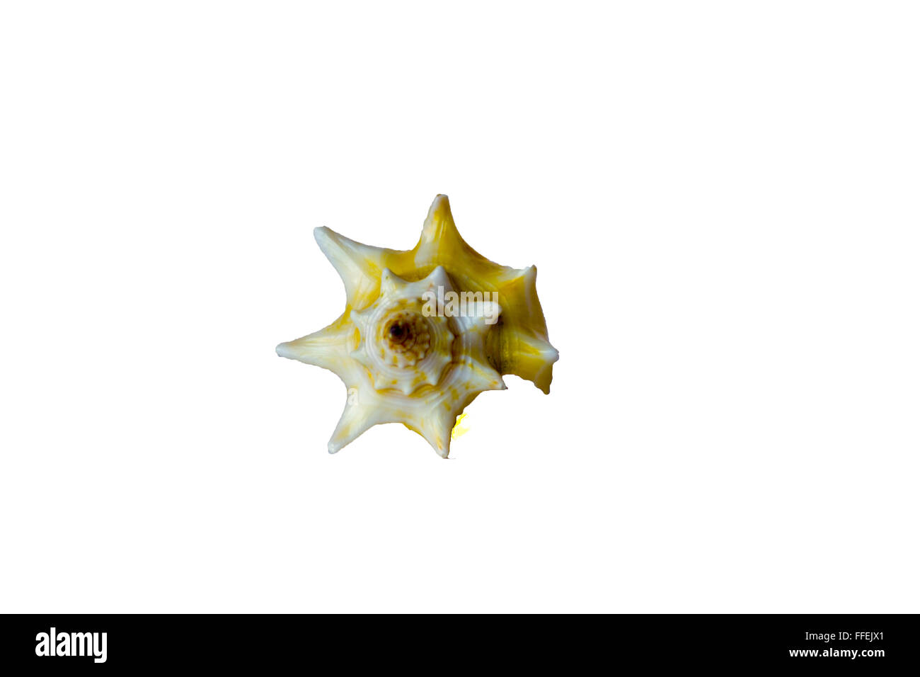 Spiral sea shell collected in Varadero (Cuba Stock Photo - Alamy