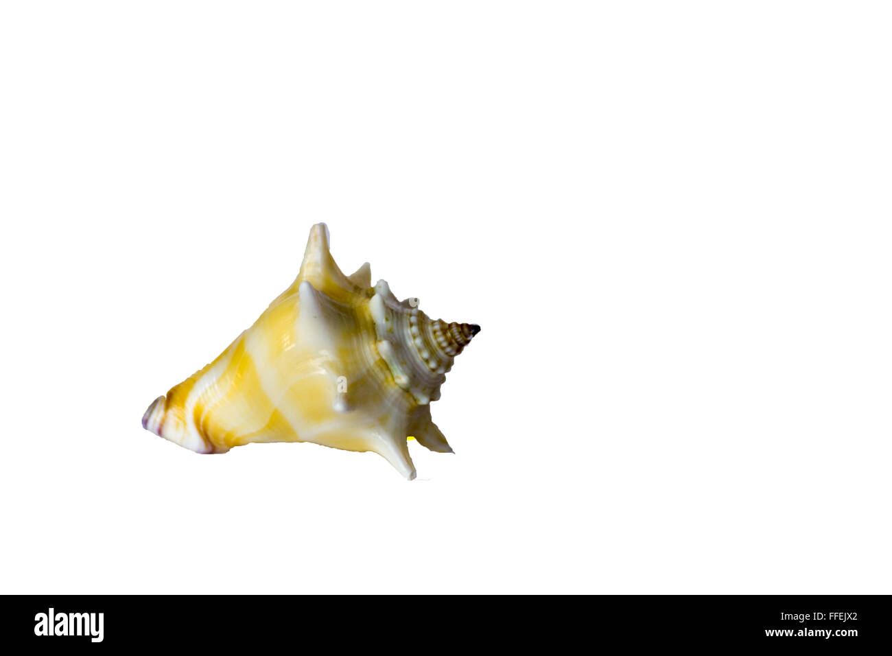 Spiral sea shell collected in Varadero (Cuba Stock Photo - Alamy