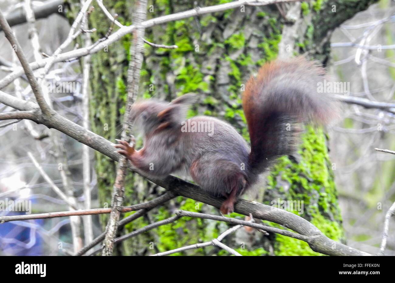 Alert Red Squirrel High Resolution Stock Photography and Images - Alamy
