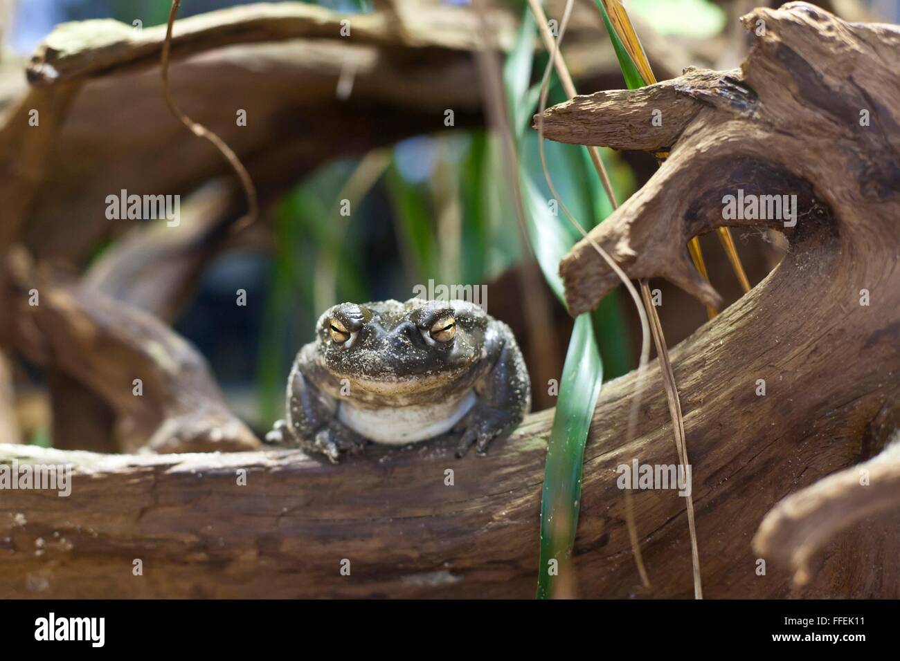 Colorado toad (Bufo alvarius Stock Photo - Alamy