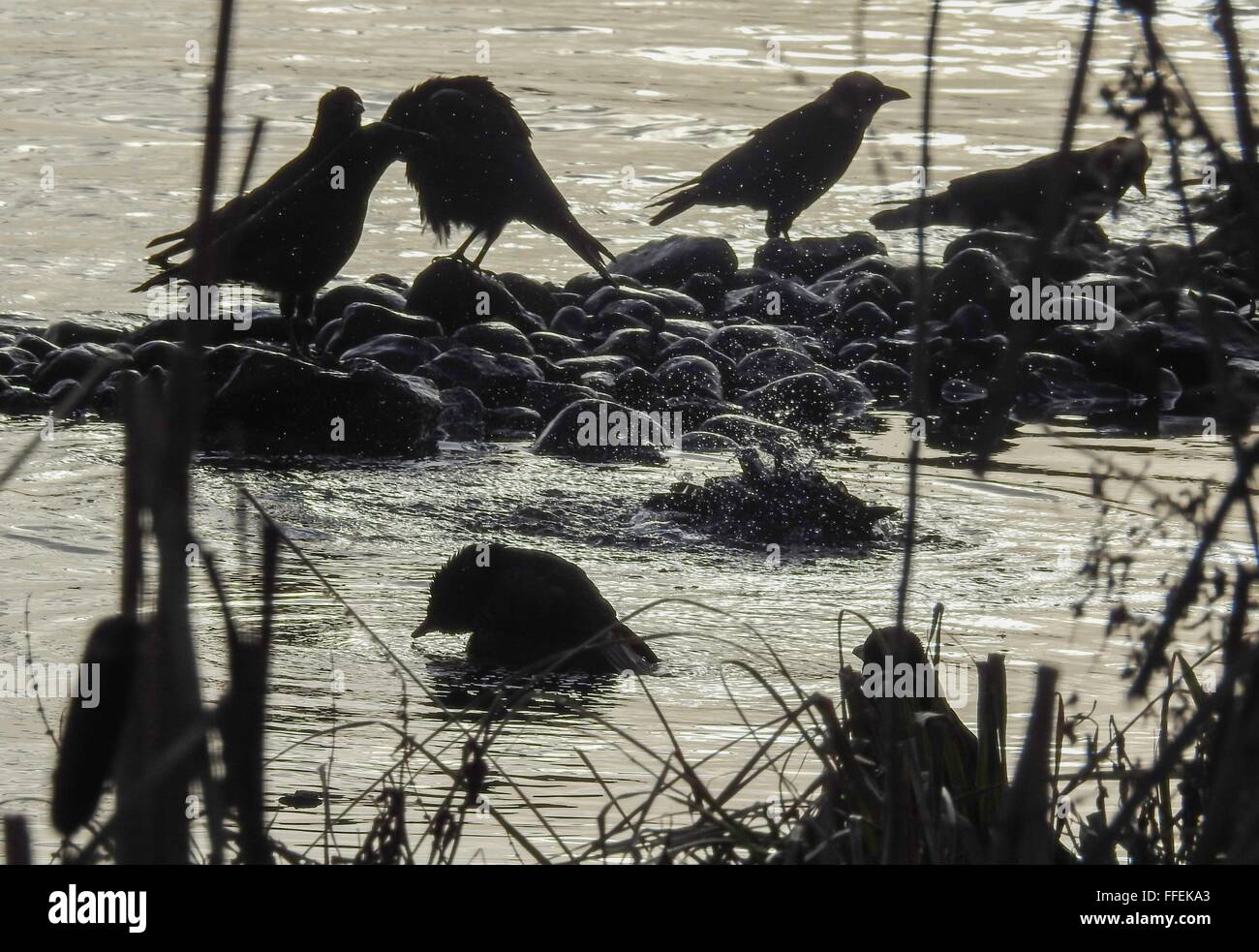 Crows bathing hi-res stock photography and images - Alamy