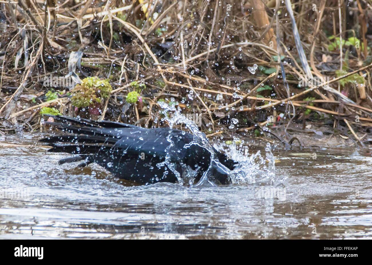 Carrion Crow bathing, january 2016 Stock Photo - Alamy