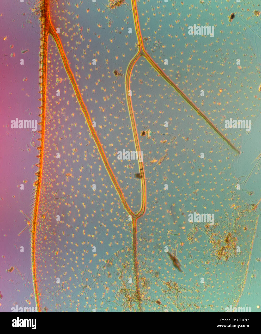Microscopic image honeybee wing Stock Photo - Alamy