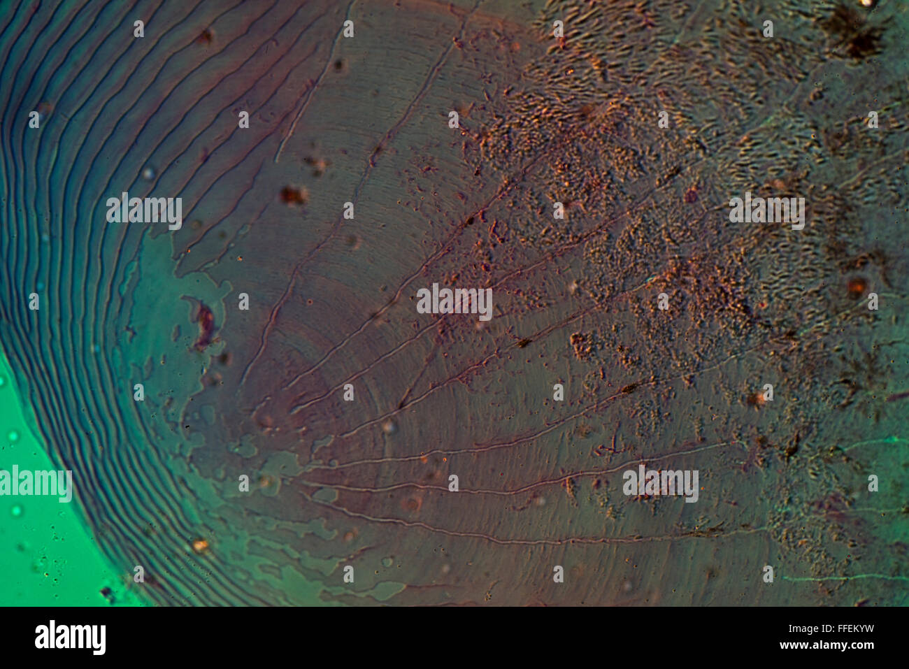 Microscopic image scale hi-res stock photography and images - Alamy