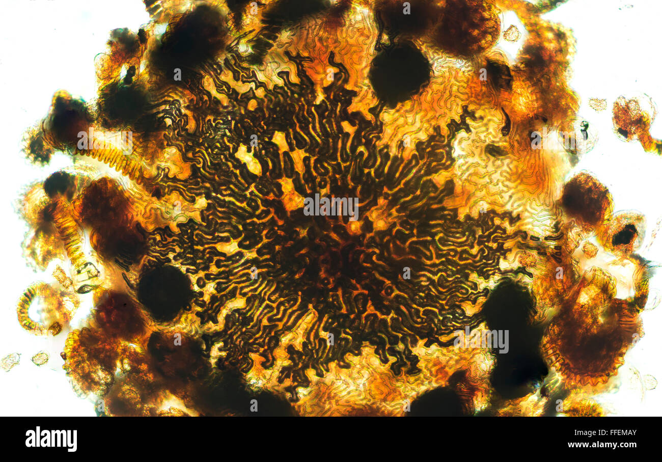 Prothallia hi-res stock photography and images - Alamy