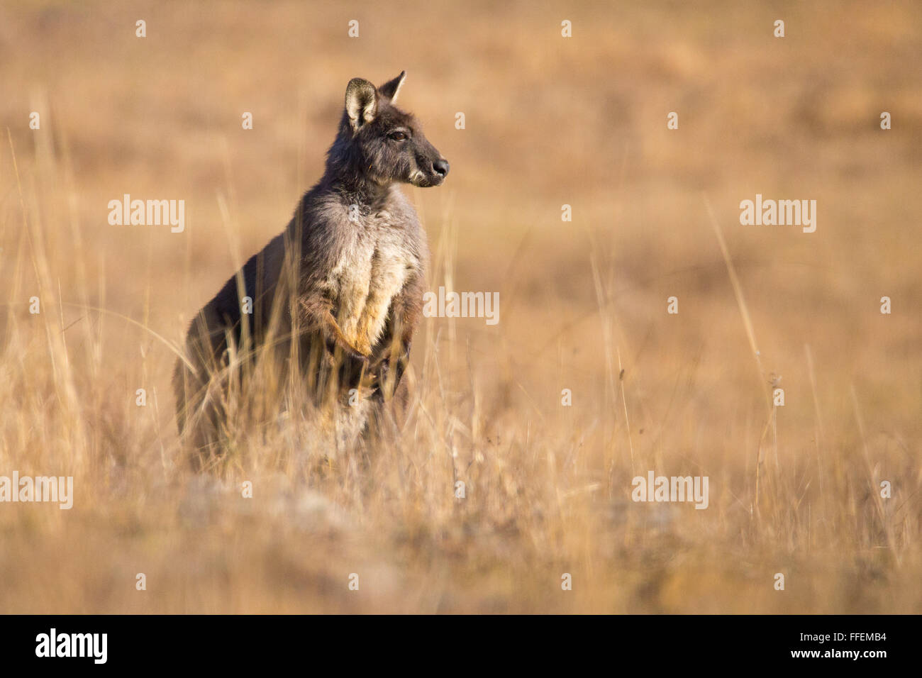 Male Common Wallaroo (Macropus robustus), NSW, Australia Stock Photo ...