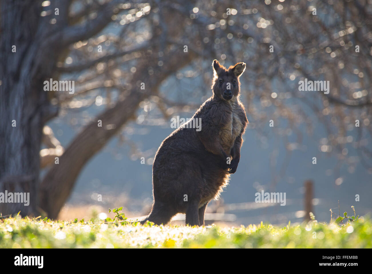 Large male kangaroo hi-res stock photography and images - Alamy