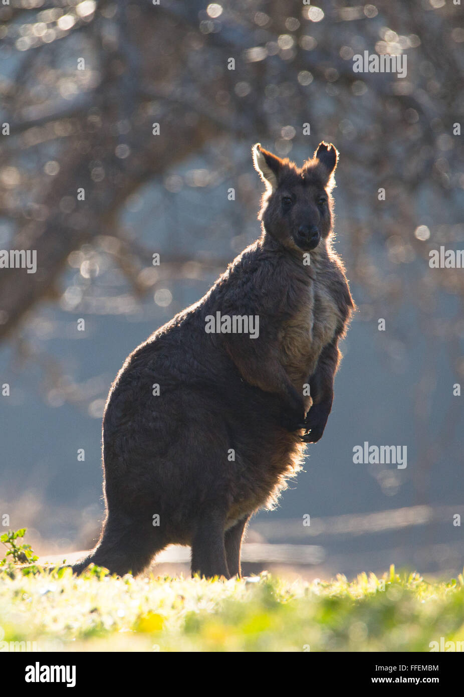 Large male Common Wallaroo (Macropus robustus), NSW, Australia Stock ...