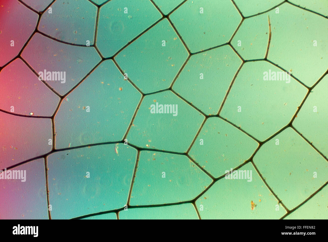 Microscopic image dragonfly wing Stock Photo - Alamy