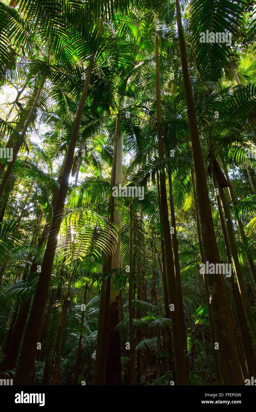 Subtropical rainforest hi-res stock photography and images - Alamy