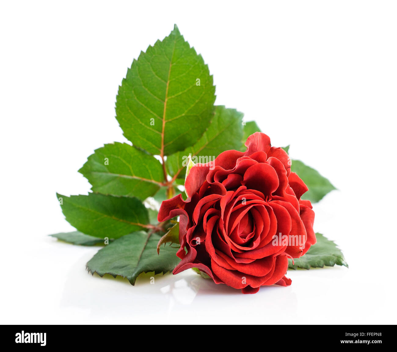 Single red rose isolated on the white background Stock Photo - Alamy