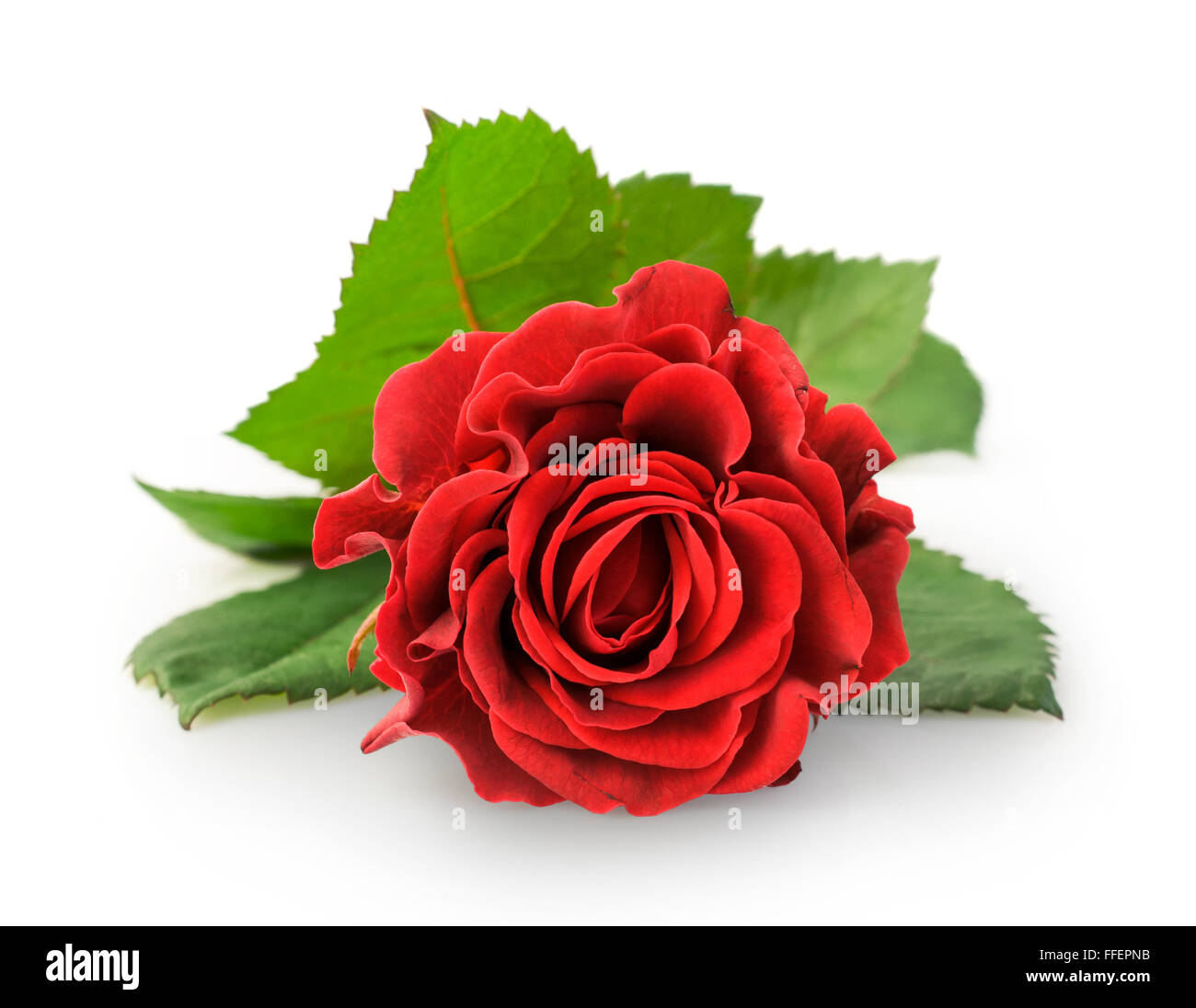 Single red rose isolated on the white background Stock Photo - Alamy