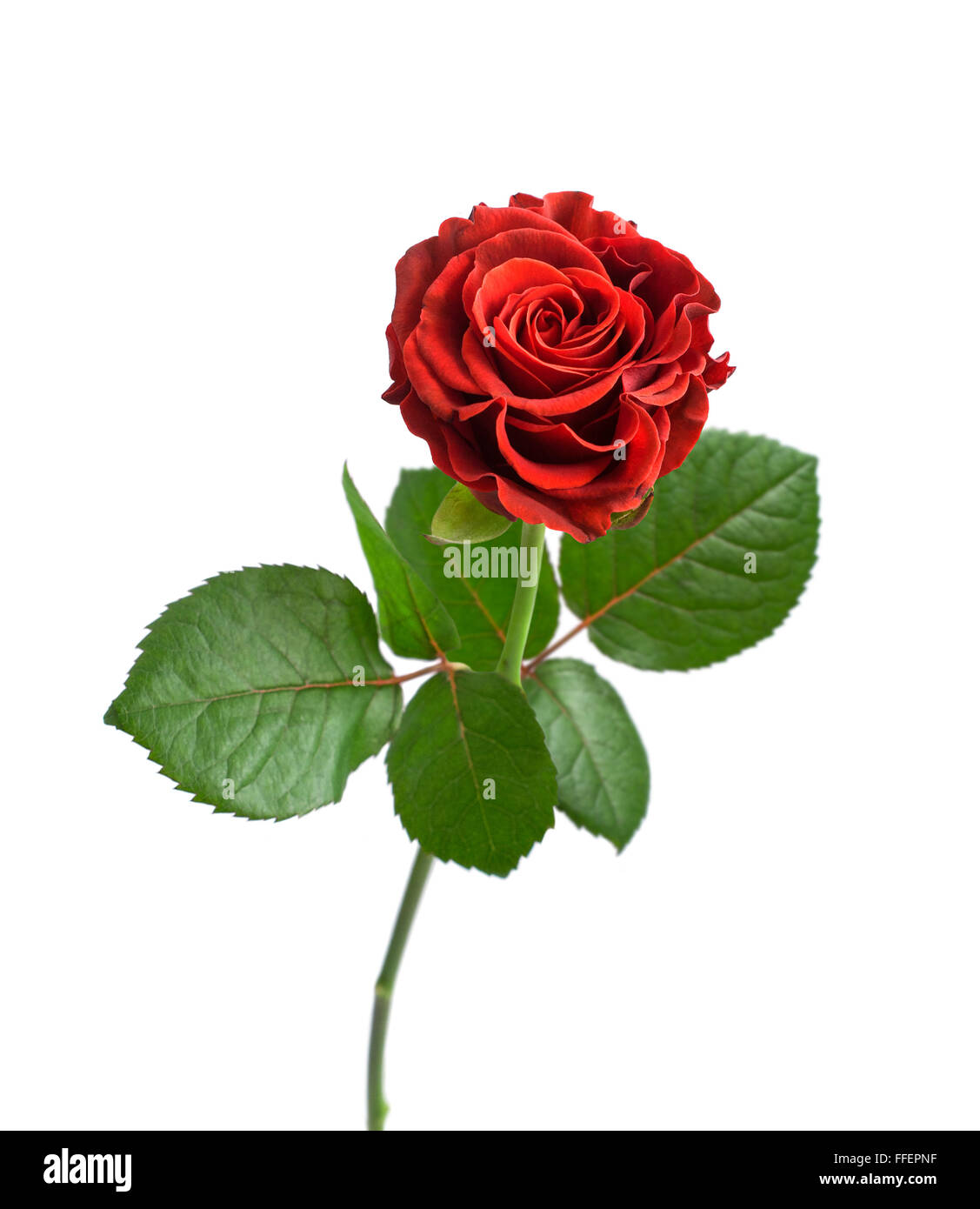 Single red rose isolated on the white background Stock Photo - Alamy