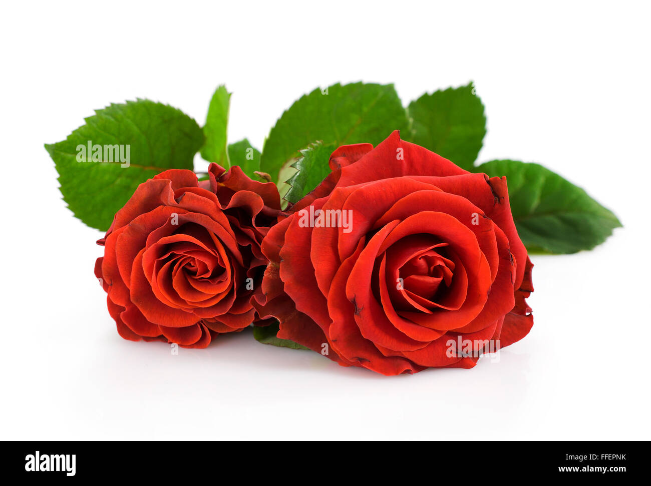 Two red roses isolated on a white background Stock Photo - Alamy