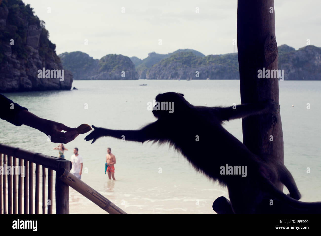 Monkey reaches for banana on Monkey island, Cat Ba, Vietnam Stock Photo ...