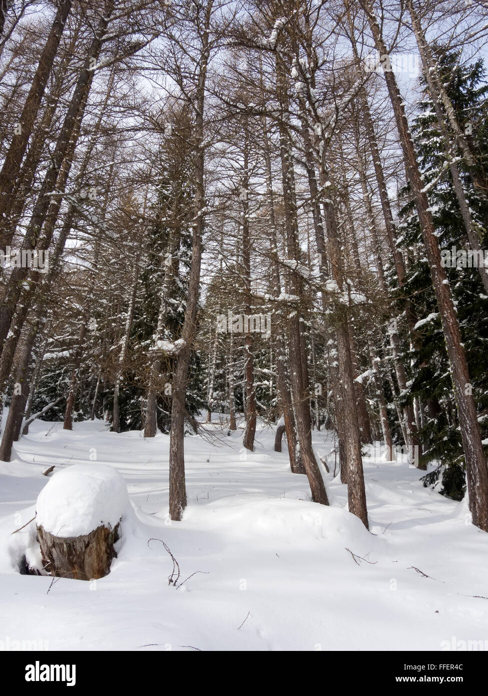 larch forest in winter Stock Photo - Alamy