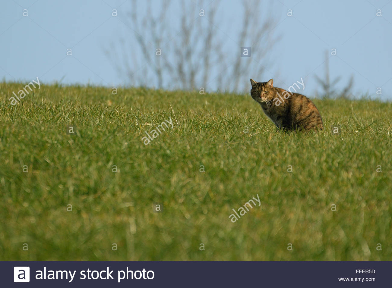 Cat Hunting Domestic High Resolution Stock Photography and Images - Alamy