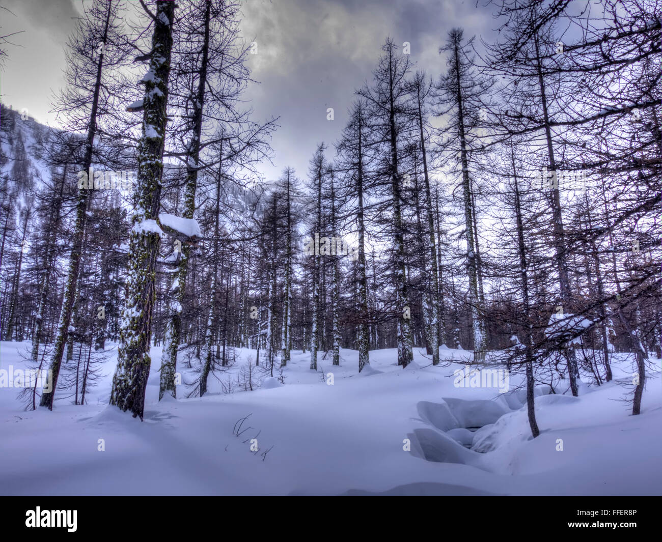 Larch with snow hi-res stock photography and images - Alamy