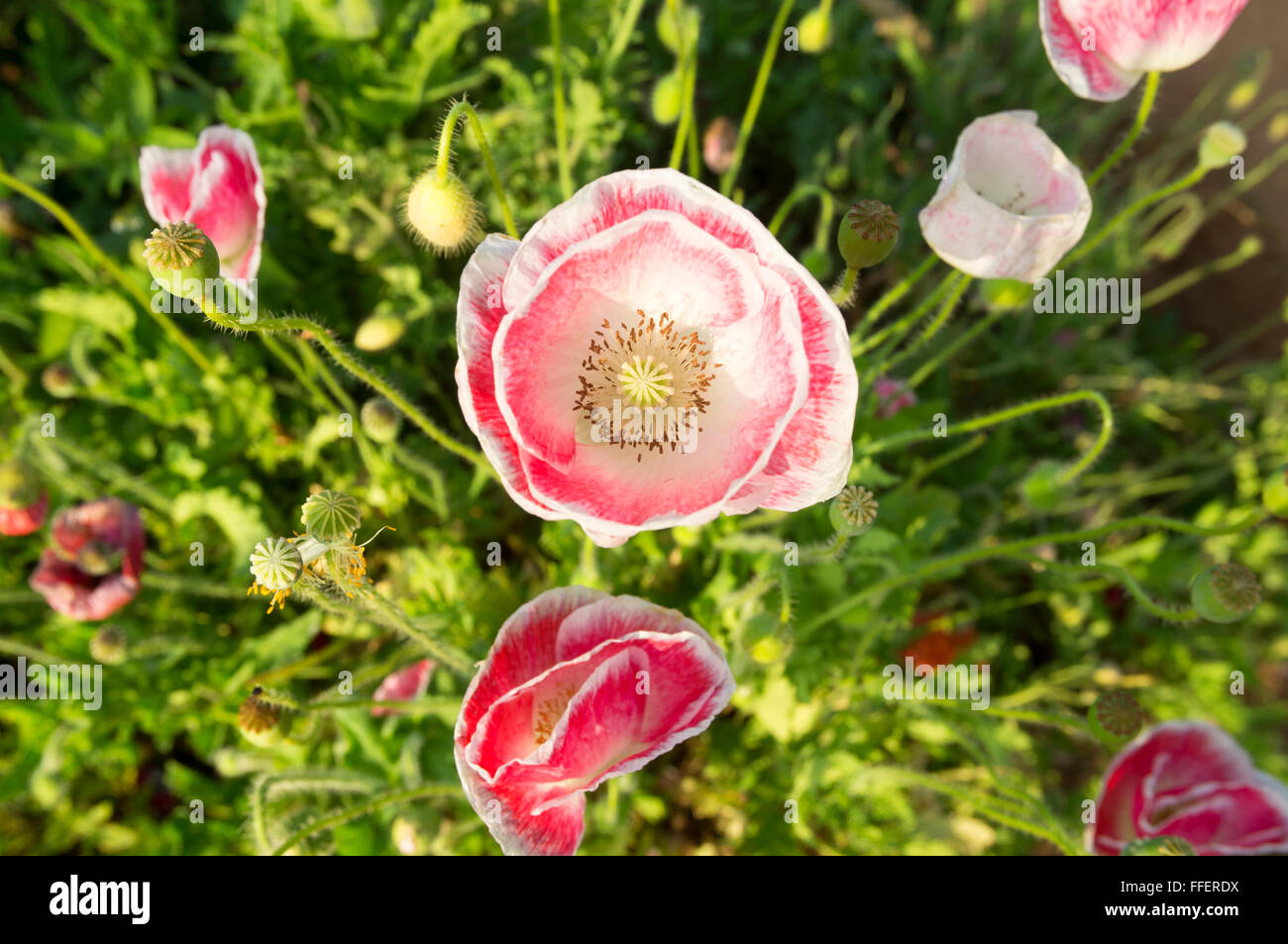 Field of colourful poppies under the sunshine Stock Photo - Alamy