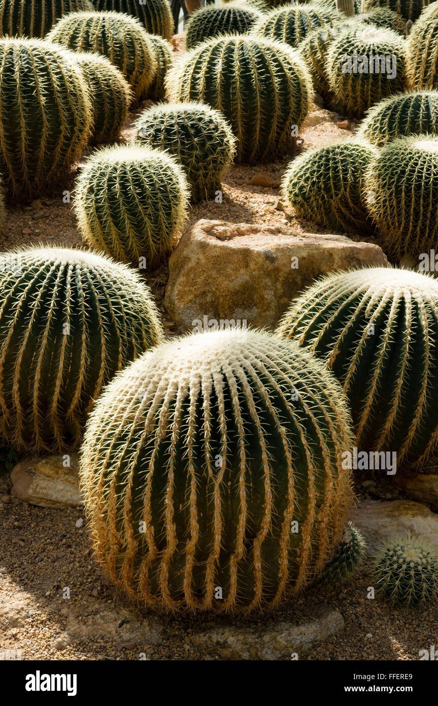 Long living cactus hi-res stock photography and images - Alamy