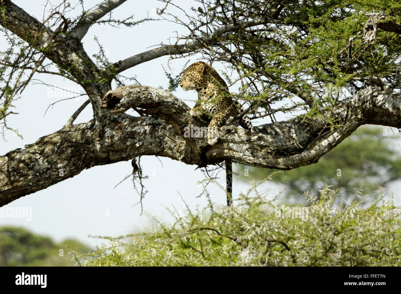Leopard in a tree hi-res stock photography and images - Alamy