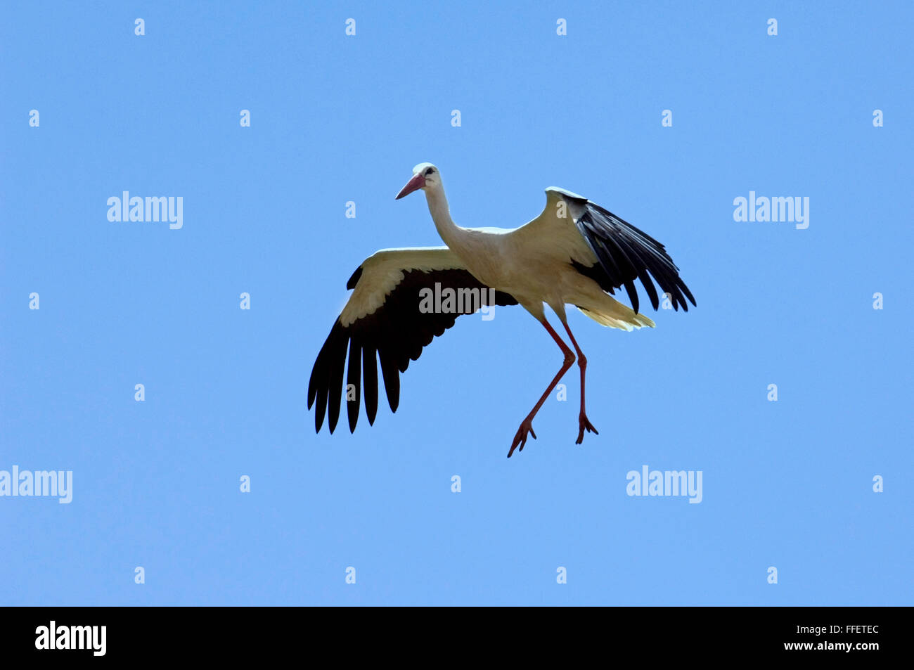 The position of the wings when they land hi-res stock photography and ...