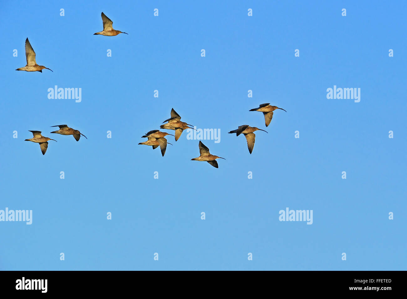 Eurasian curlews (Numenius arquata) flock in flight during migration ...