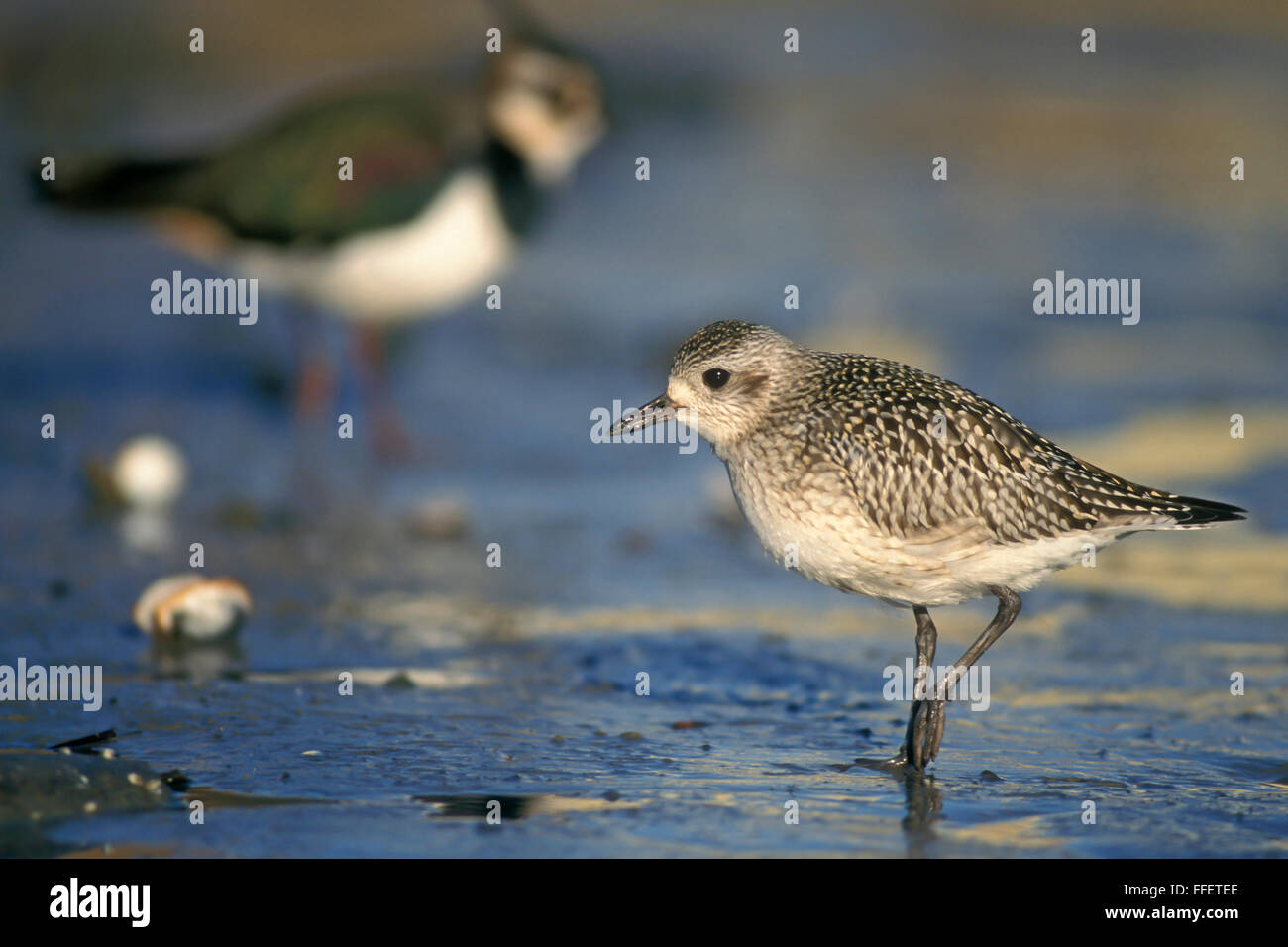 Grey plover / black-bellied plover (Pluvialis squatarola) foraging on ...