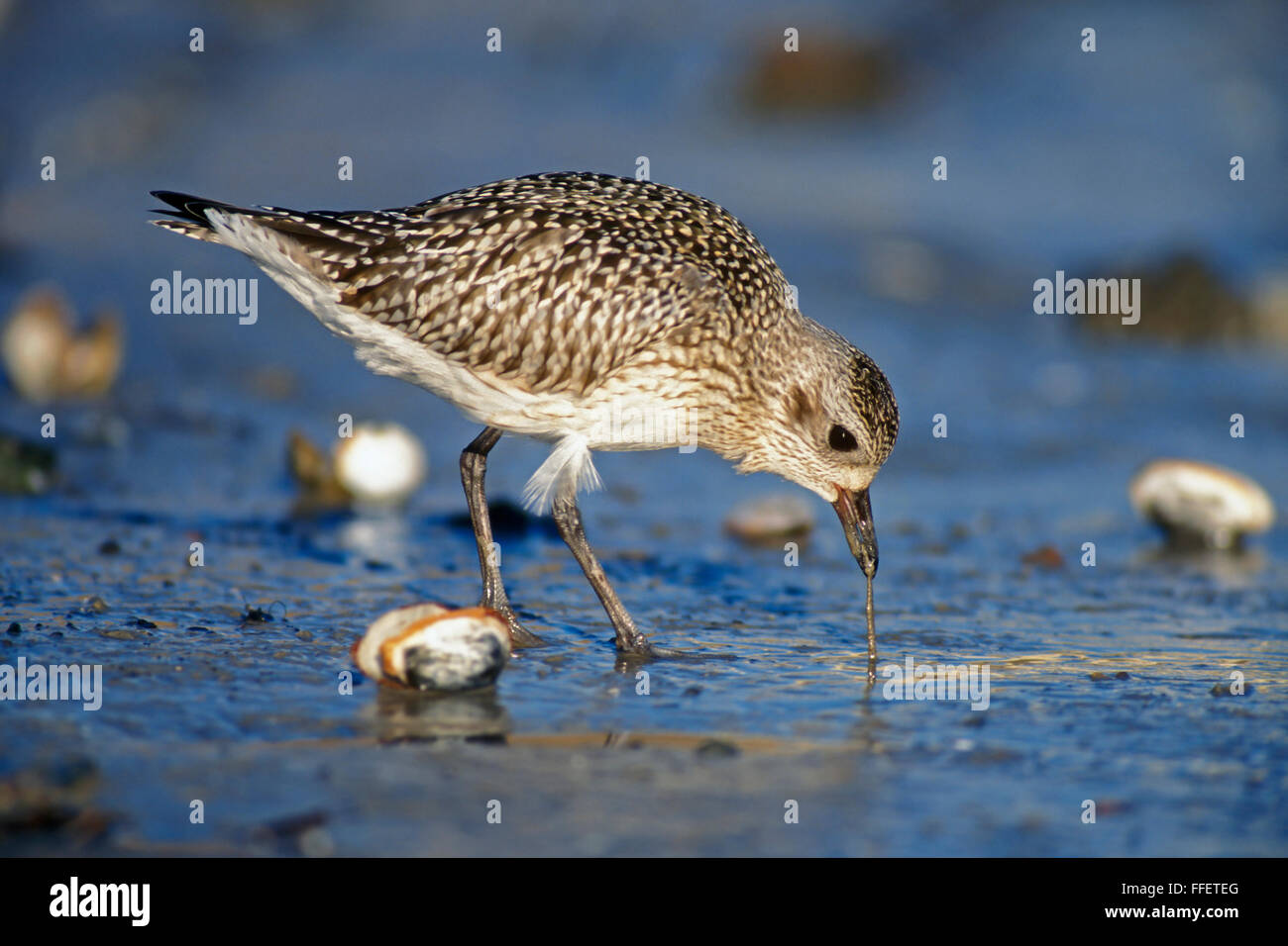 British bird catching worm hi-res stock photography and images - Alamy