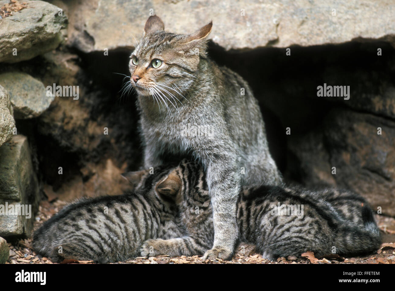 European wildcat (Felis silvestris silvestris) female suckling its ...