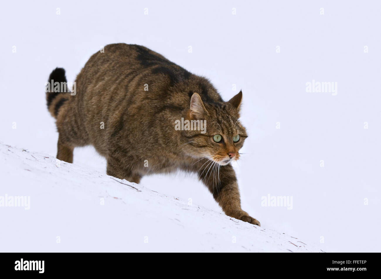 European wildcat (Felis silvestris silvestris) hunting in the snow in ...