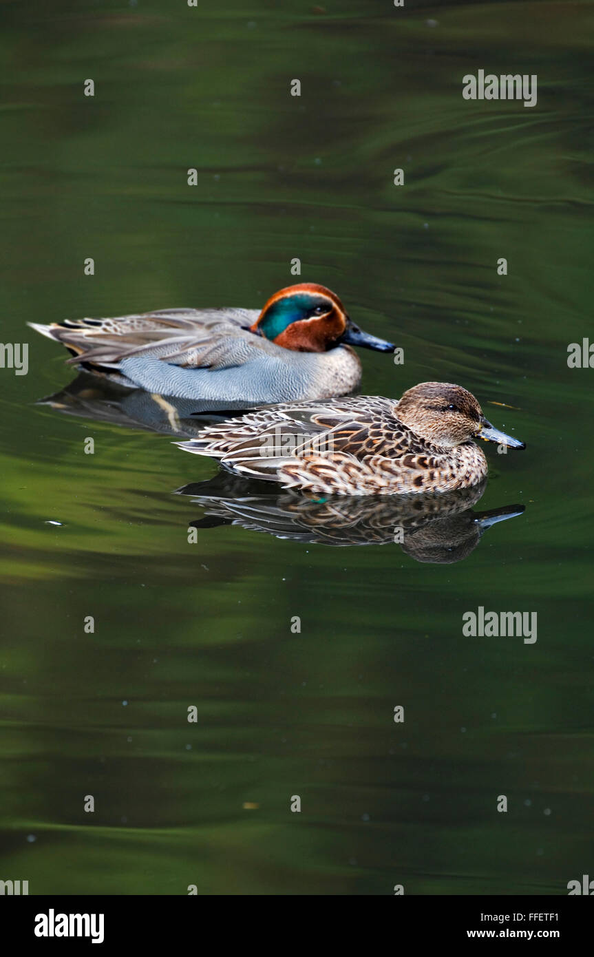 Female teal duck anas hi-res stock photography and images - Alamy