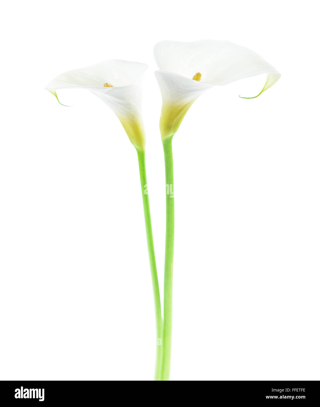 Two Calla Lily flowers and stems on white background Stock Photo - Alamy