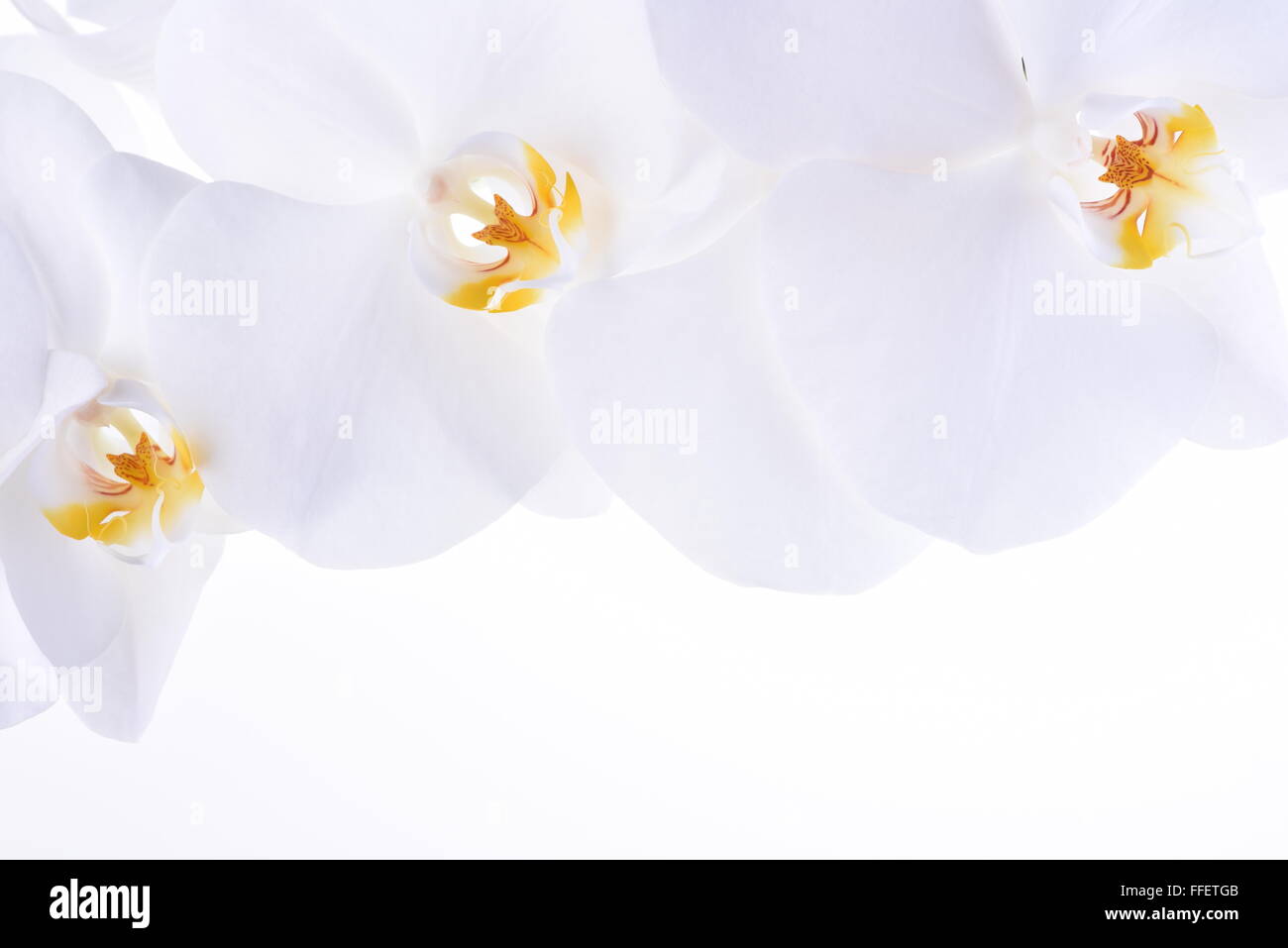 Orchid head flower on white background Stock Photo - Alamy
