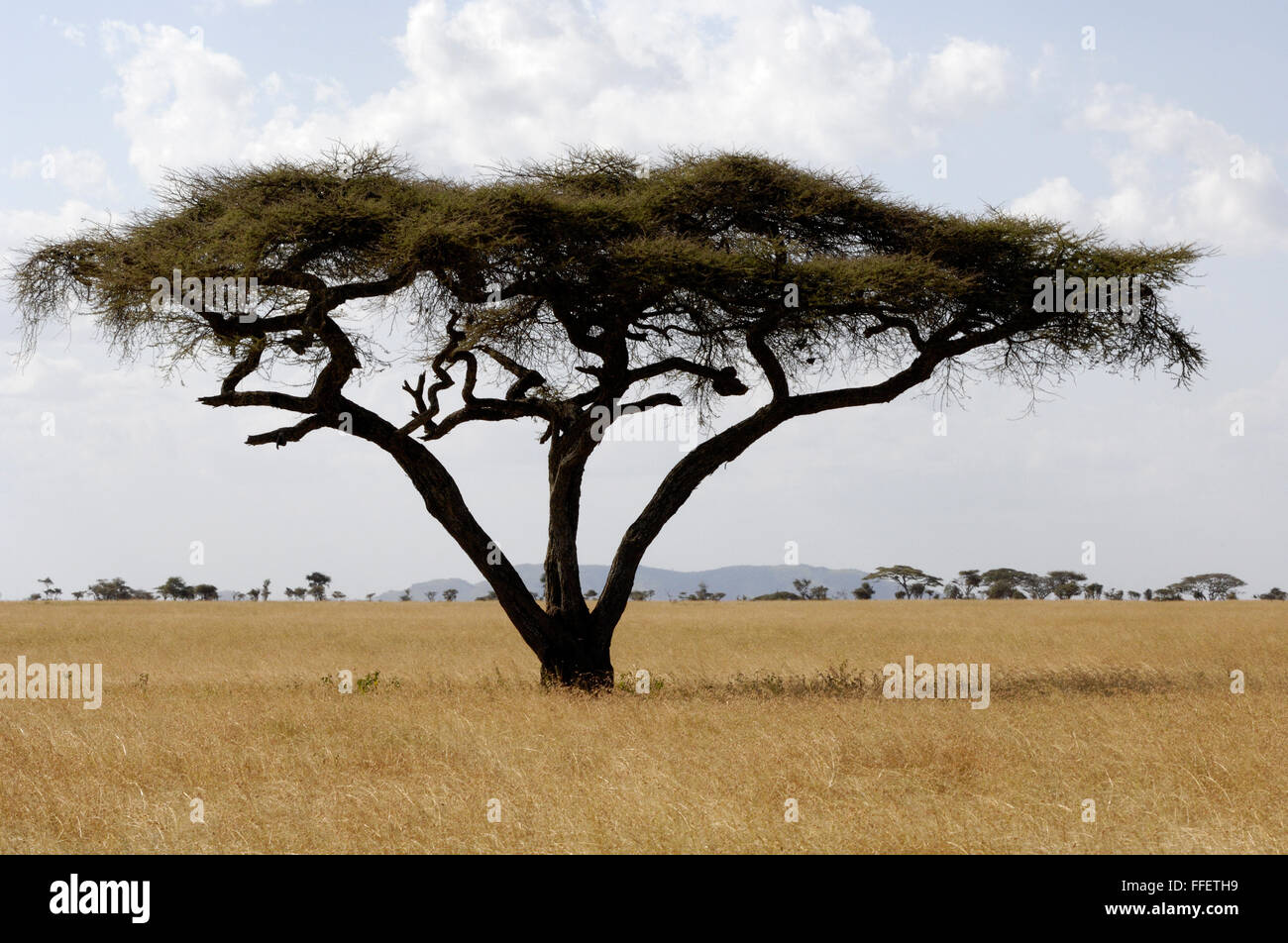 Tanzania plant tree hi-res stock photography and images - Alamy