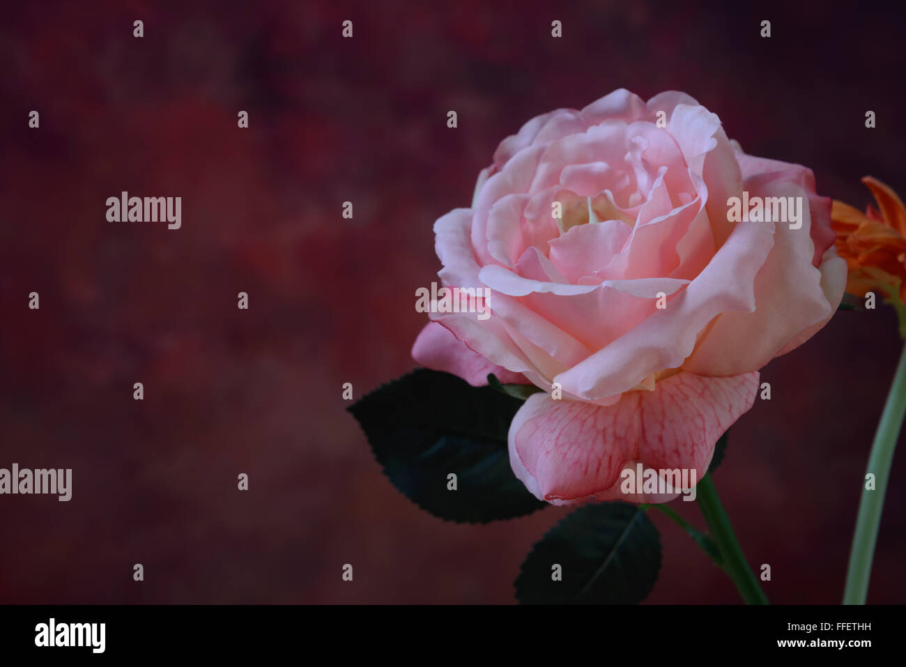 still life close up of artificial pink rose, oil painting background ...