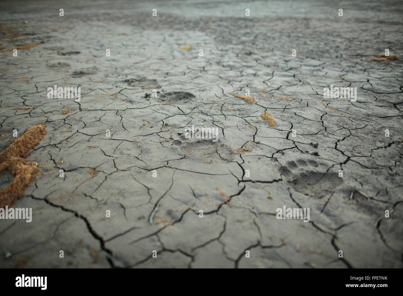 Bear tracks in mud hi-res stock photography and images - Alamy