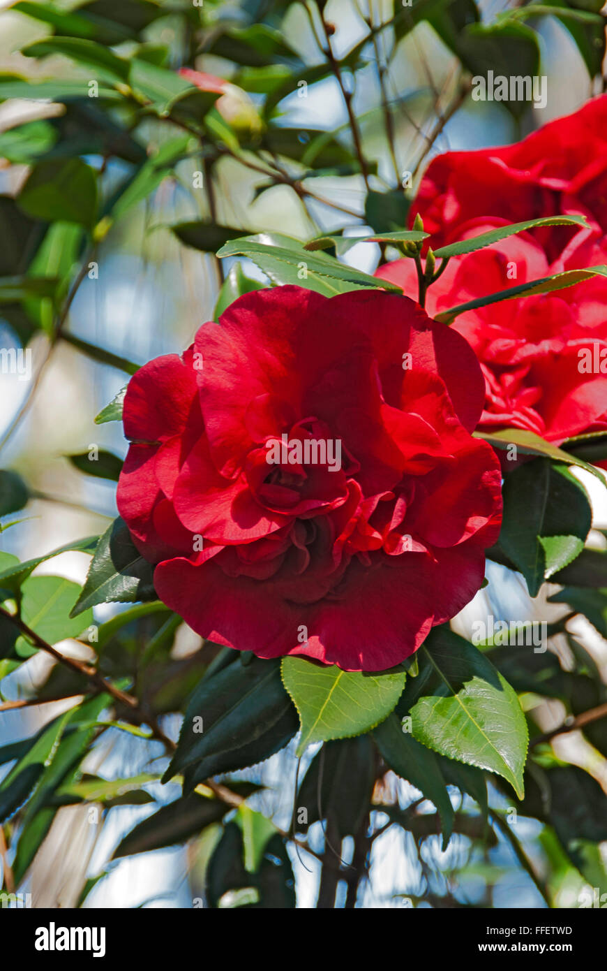 Camellia japonica Scarlet Glory Stock Photo - Alamy