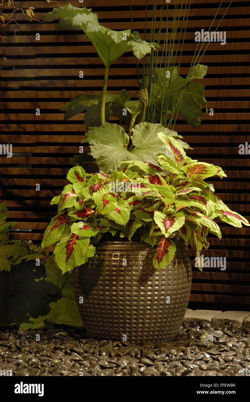 Coleus and Gunnera in Container Stock Photo - Alamy