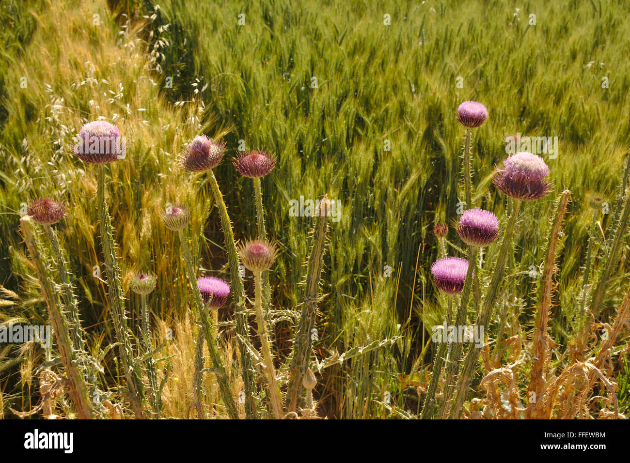 Thistle and crop, field near Persepolis, Iran Stock Photo - Alamy