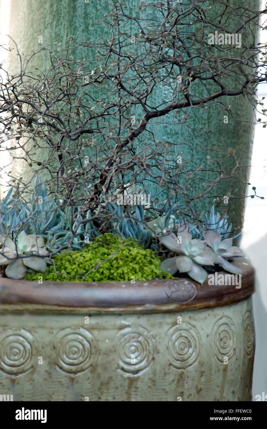 Calocephalus silver bush hi-res stock photography and images - Alamy