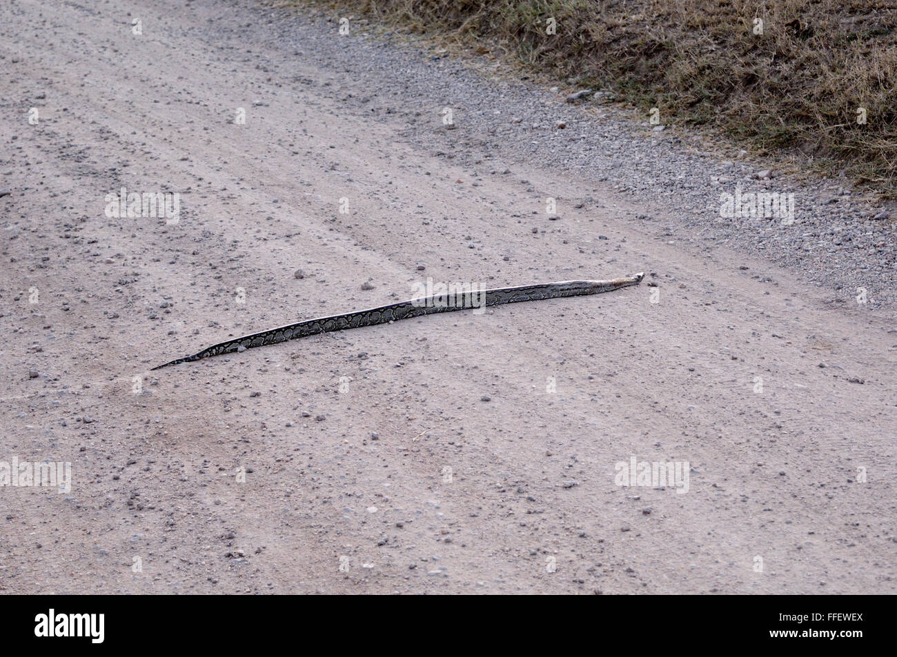 Python crossing the road in the Serengeti Stock Photo - Alamy