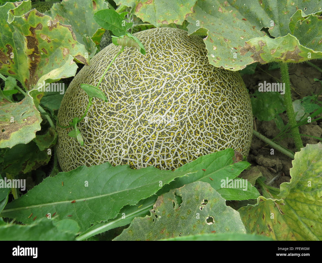 The growing melon in the field. Cultivation of melon cultures Stock ...