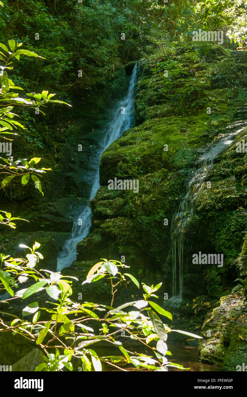 Cook's Cascade Falls, Ship's Cove, Marlborough Sound, New Zealand Stock ...