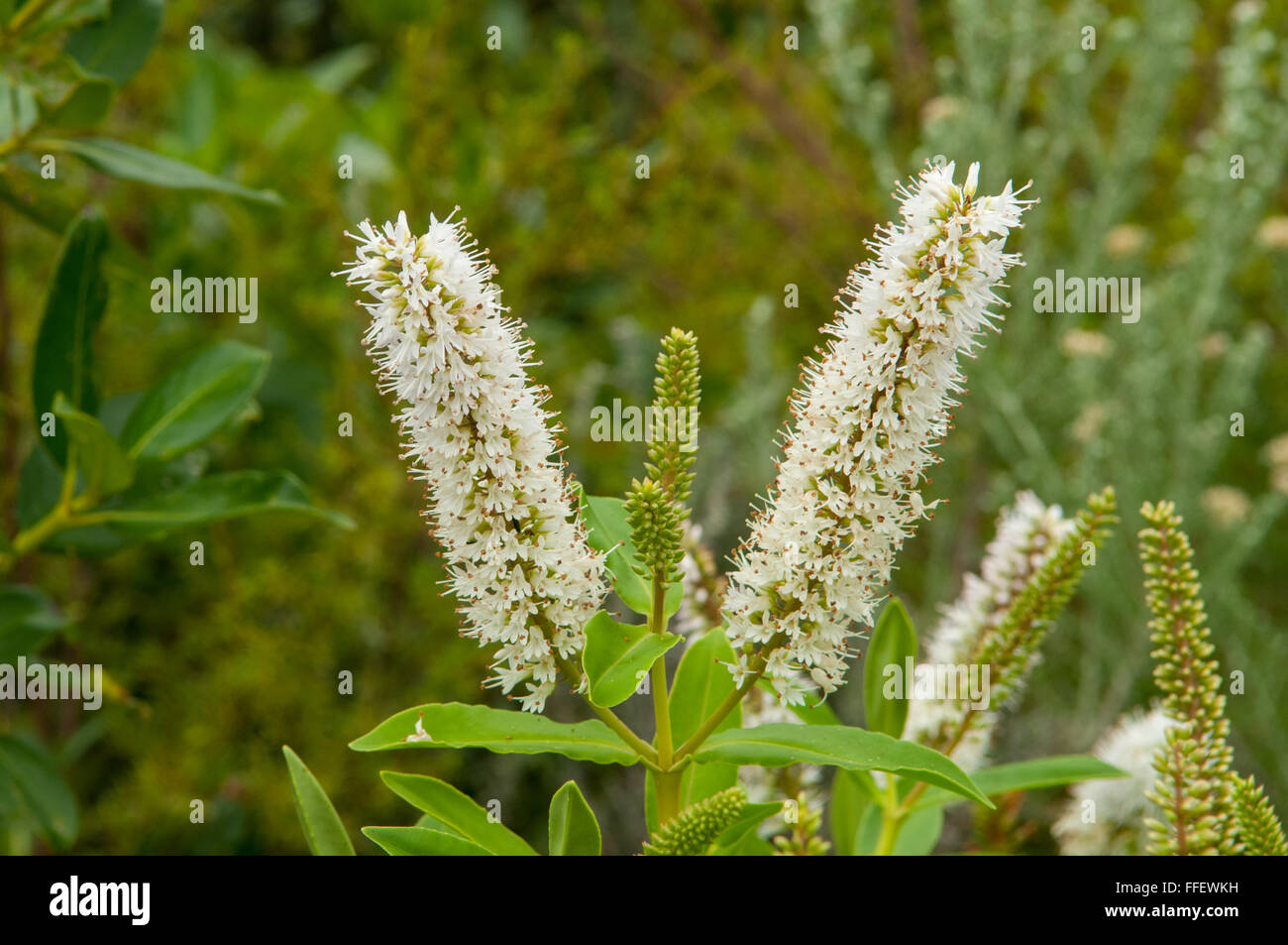Hebe macrocarpa, White Hebe Stock Photo - Alamy